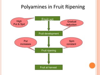1. Role of polyamines in Flowering and Fruit ripening | PPT