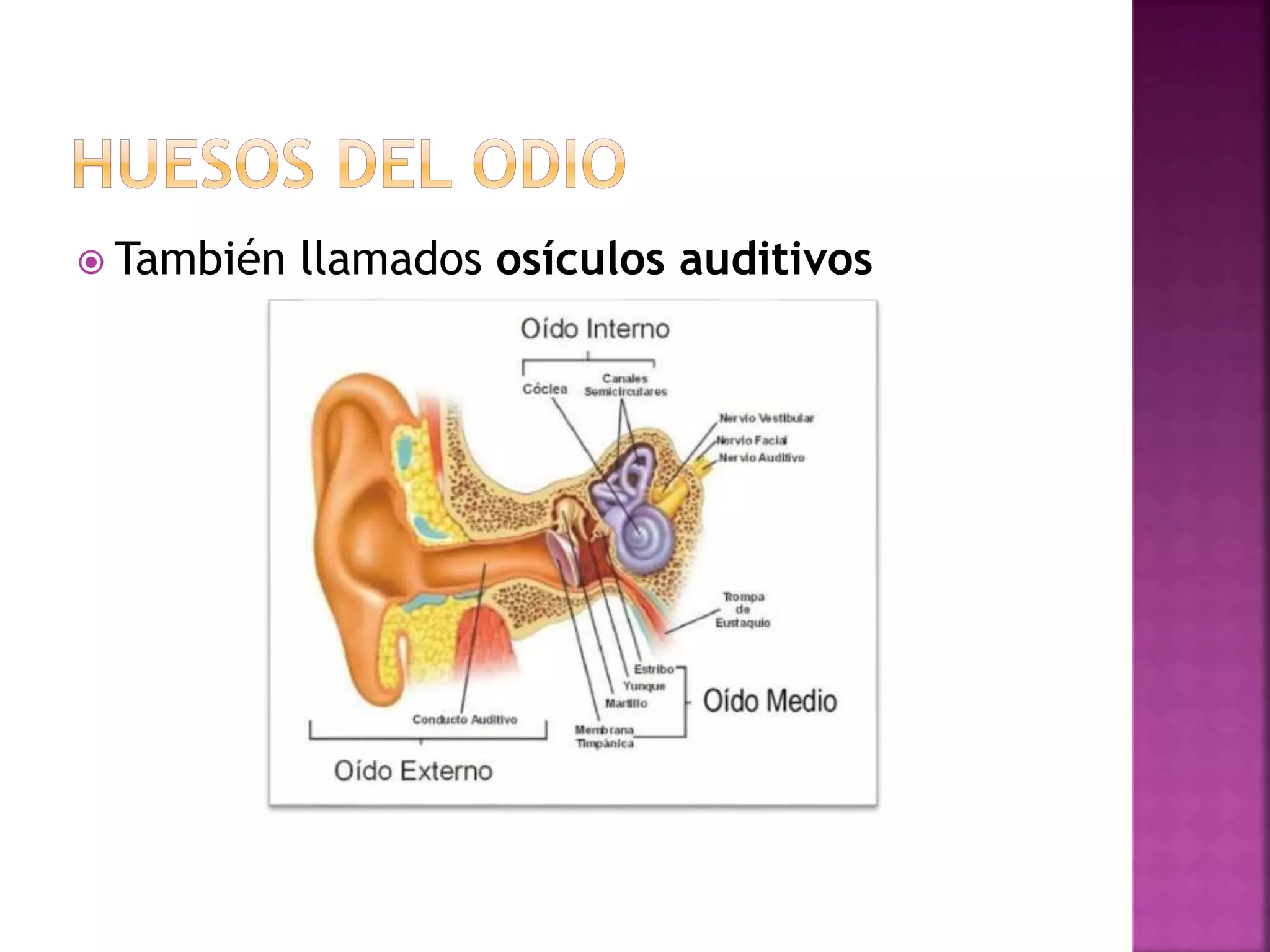 Huesos Del Oido | PPTX