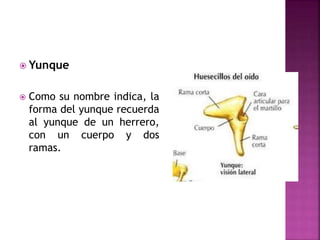 Huesos Del Oido | PPTX