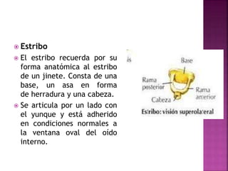 Huesos Del Oido | PPTX