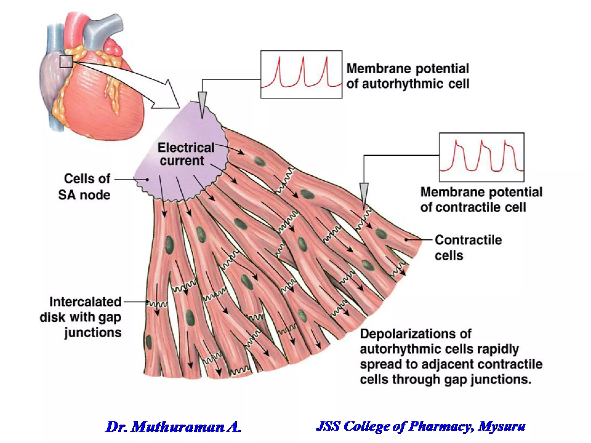 1.1 introduction of haemodynamics and electrophysiology of heart | PDF
