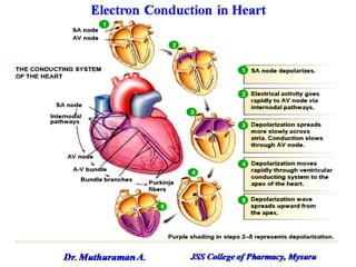 1.1 introduction of haemodynamics and electrophysiology of heart | PDF