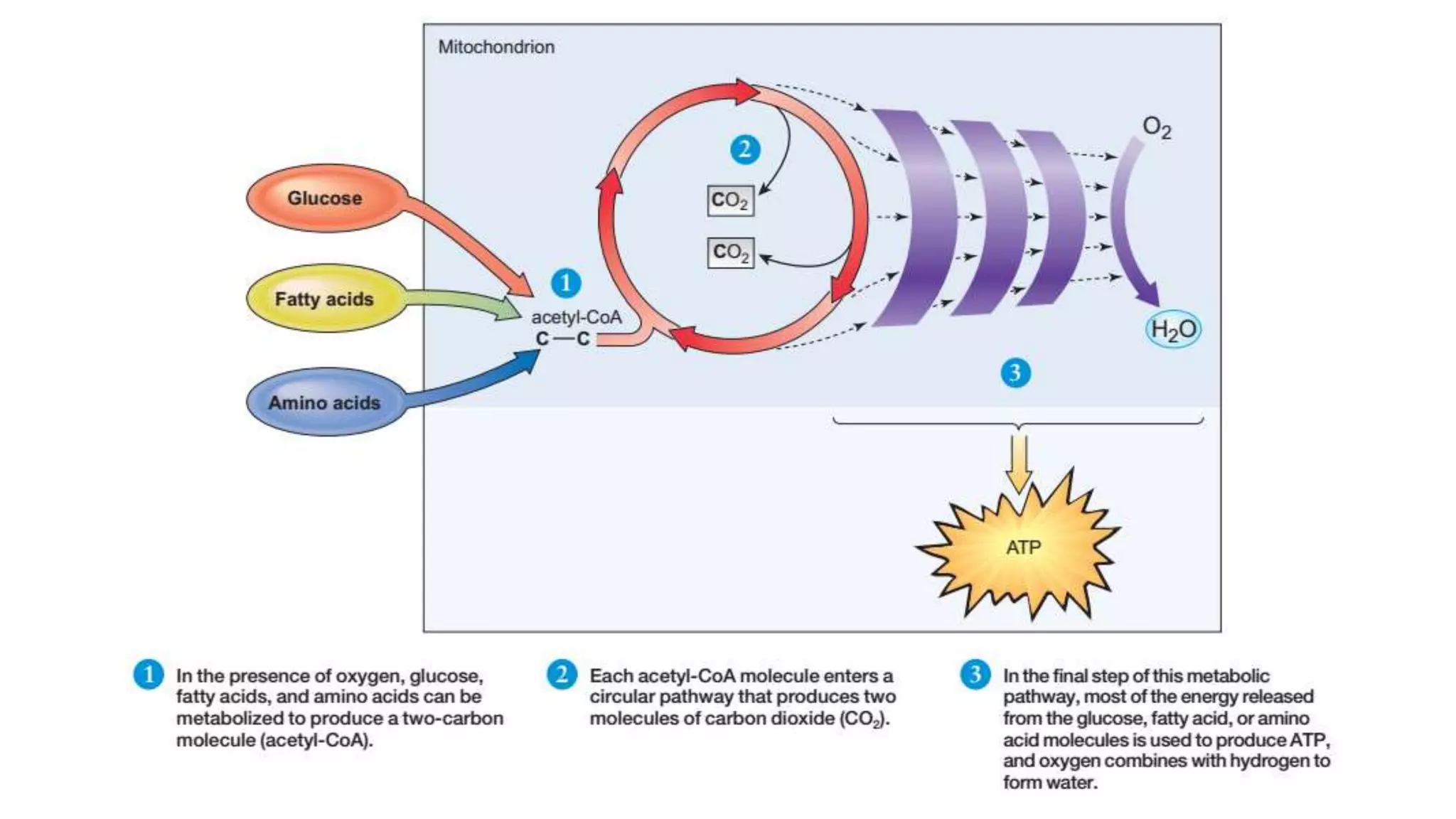 Biokimia akuakultur I: Nutrisi dan Pakan | PPTX