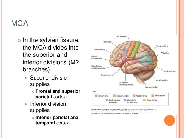 1.stroke epidemiology and stroke syndromes dr trilochan shrivastava