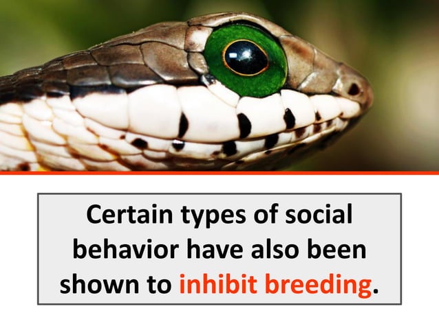 Behavior of Exotic Pets - Snakes | PPT