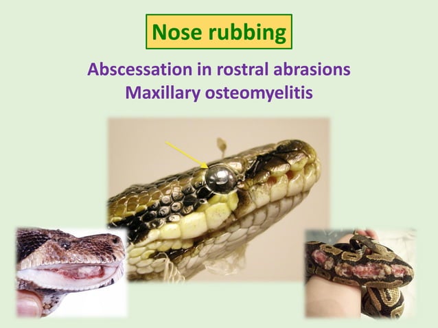 Behavior of Exotic Pets - Snakes | PPT