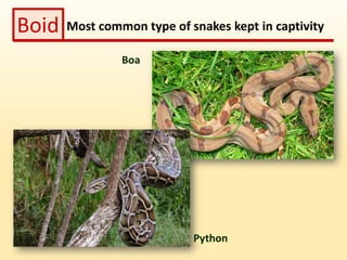 Behavior of Exotic Pets - Snakes | PDF