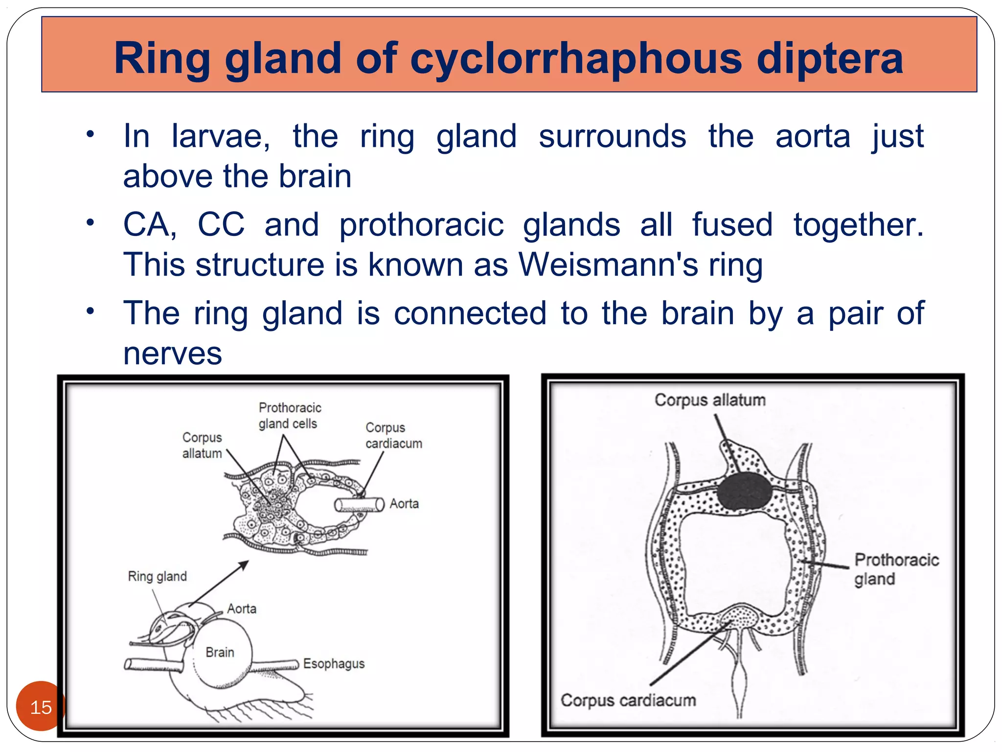 1.Physiology and Biochemistry of Insect Hormones | PPT