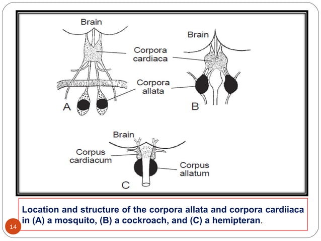 1.Physiology and Biochemistry of Insect Hormones | PPT | Endocrine and ...