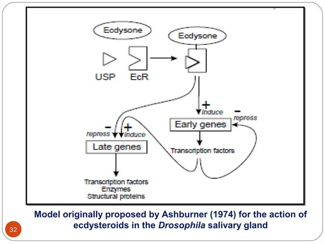 1.Physiology and Biochemistry of Insect Hormones | PPT | Endocrine and ...