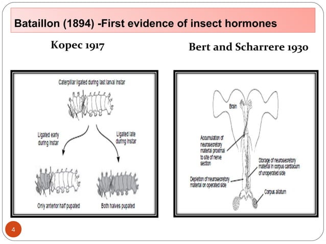 1.Physiology and Biochemistry of Insect Hormones | PPT | Endocrine and ...