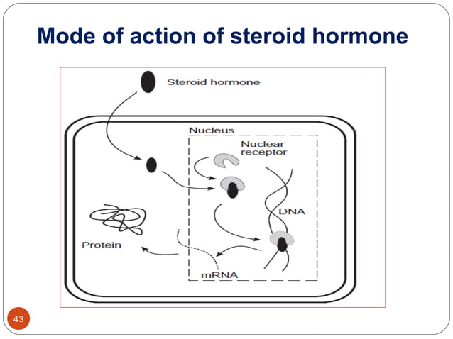 1.Physiology and Biochemistry of Insect Hormones | PPT | Endocrine and ...