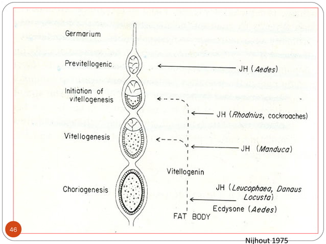 1.Physiology and Biochemistry of Insect Hormones | PPT | Endocrine and ...