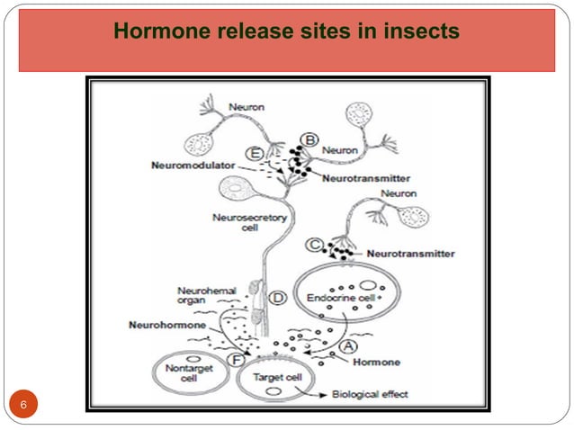 1.Physiology and Biochemistry of Insect Hormones | PPT | Endocrine and ...