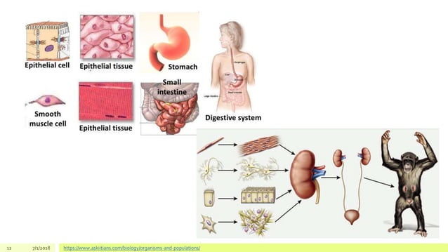 The Discovery of Cell and The Cell Theory - Grade 12 | PPTX ...