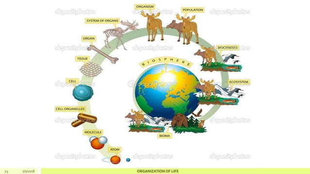 The Discovery of Cell and The Cell Theory - Grade 12 | PPTX ...