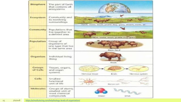 The Discovery of Cell and The Cell Theory - Grade 12 | PPTX ...