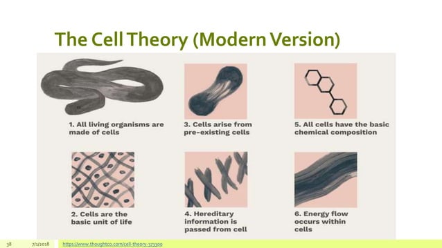 The Discovery of Cell and The Cell Theory - Grade 12 | PPTX ...