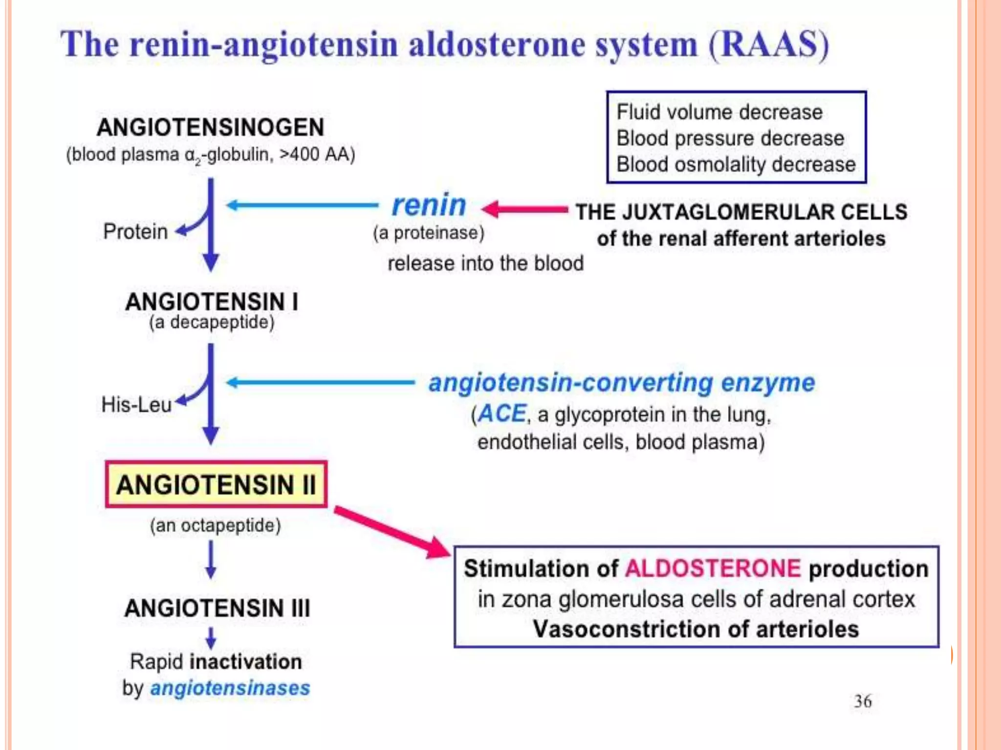 Electrophysiology of Heart & Drugs Affecting Renin Angiotensin System | PPT