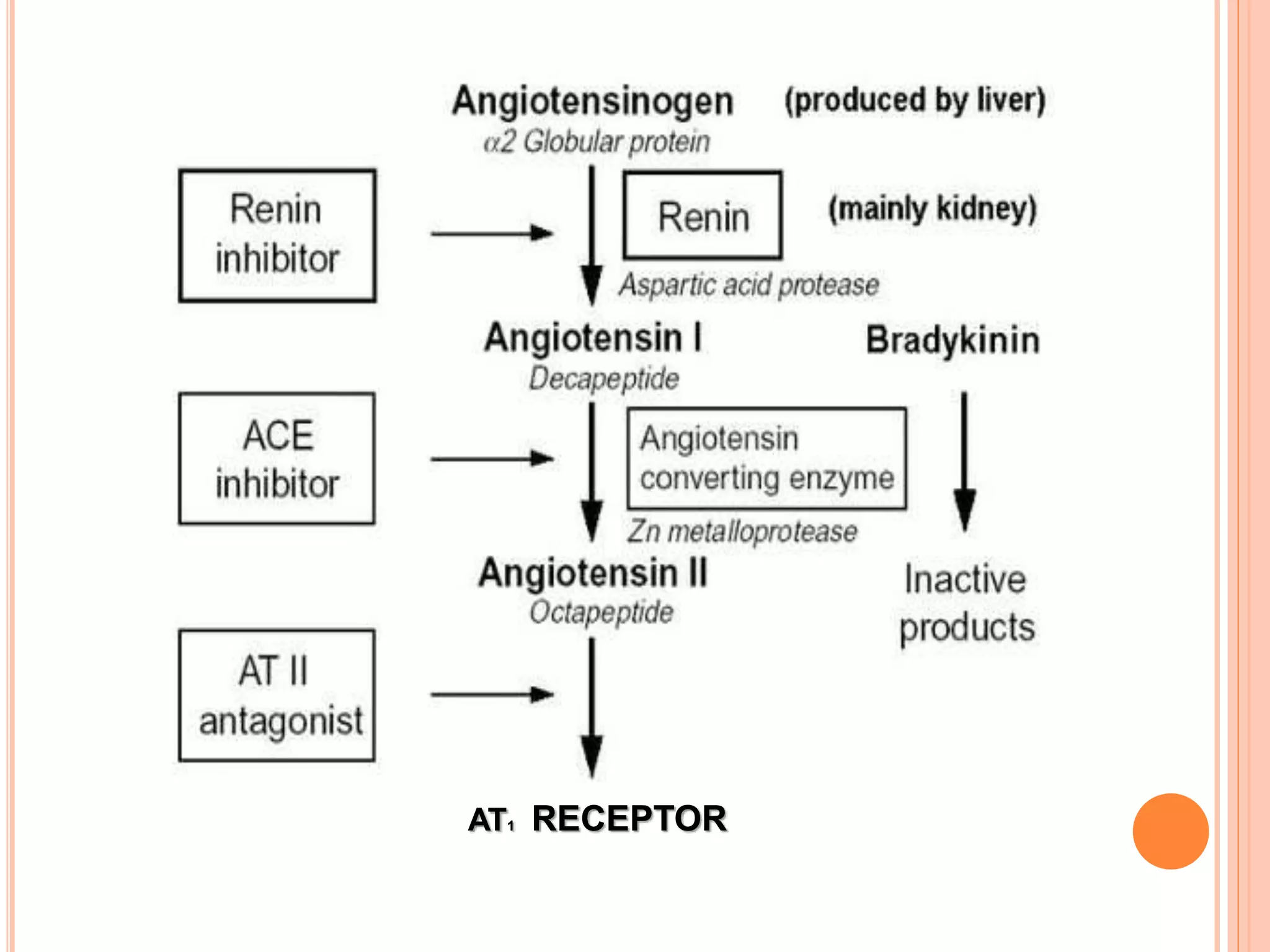 Electrophysiology of Heart & Drugs Affecting Renin Angiotensin System ...