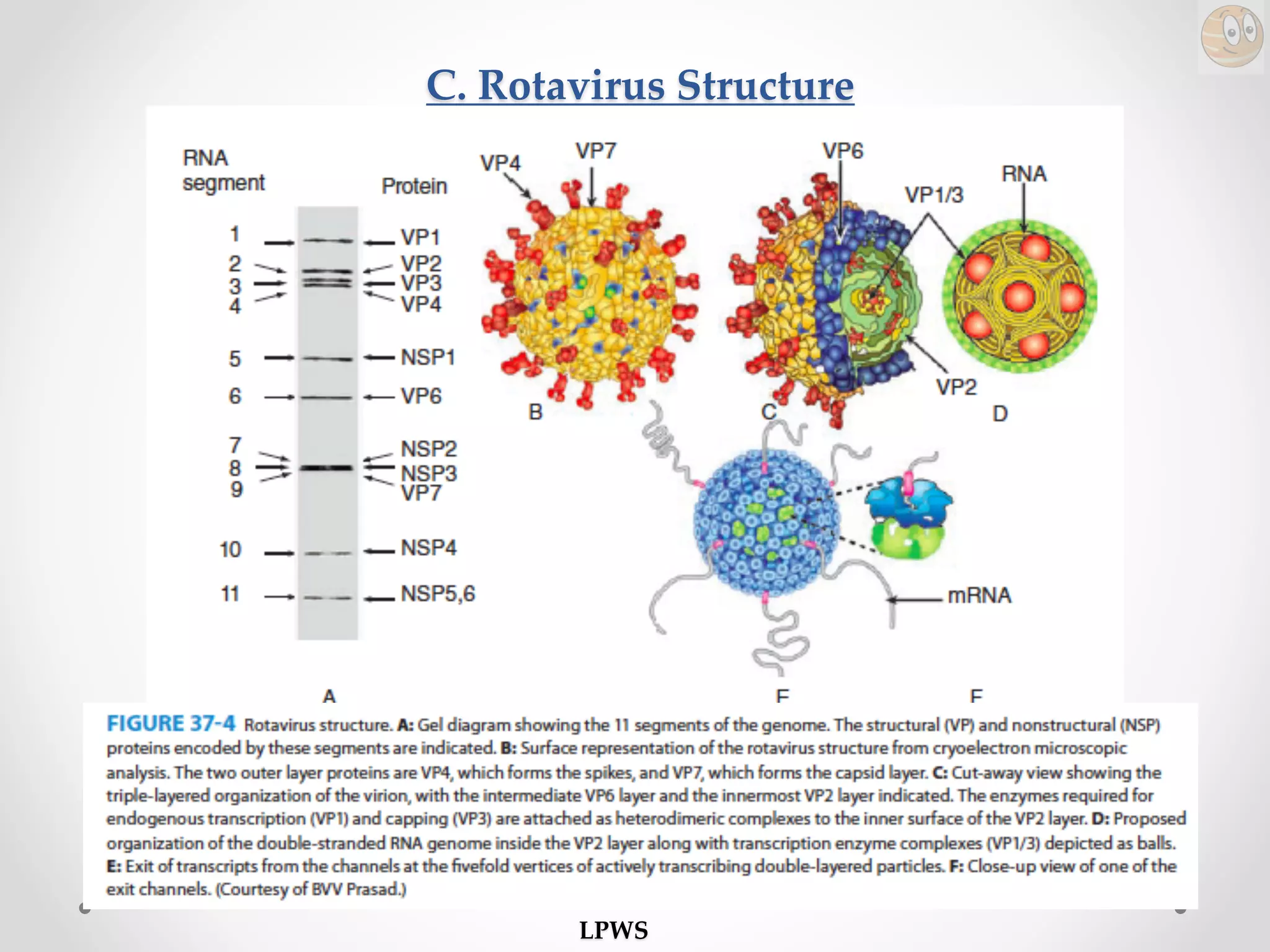1. Rotavirus and Noravirus | PDF