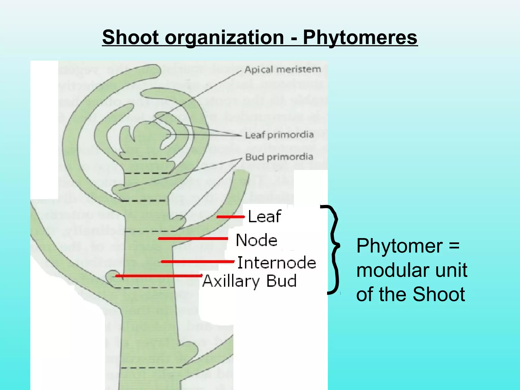 MOLECULAR AND GENETIC APPROACHES IN PLANT GROWTH AND DEVELOPMENT | PPT
