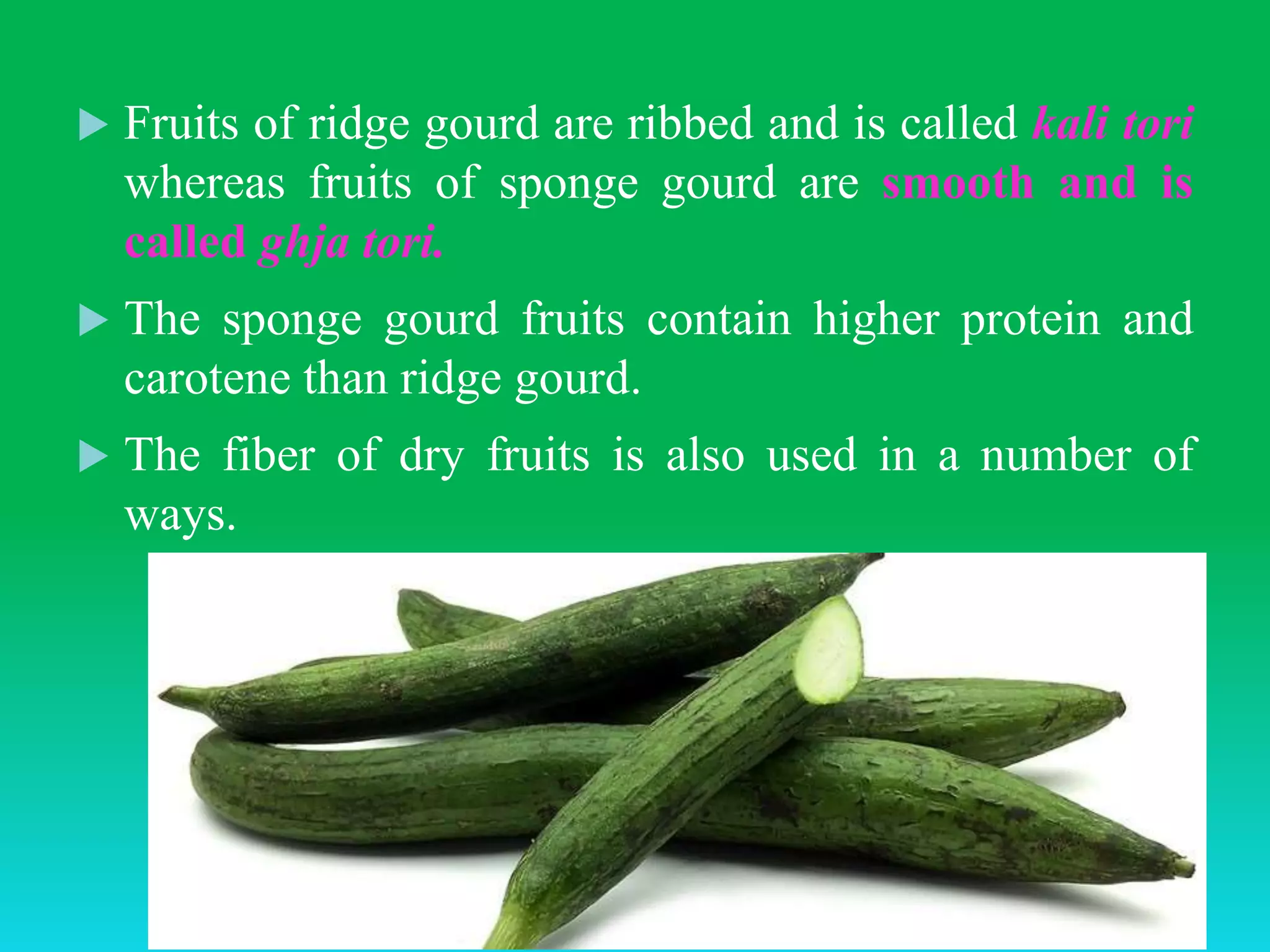 Sponge gourd | PPTX