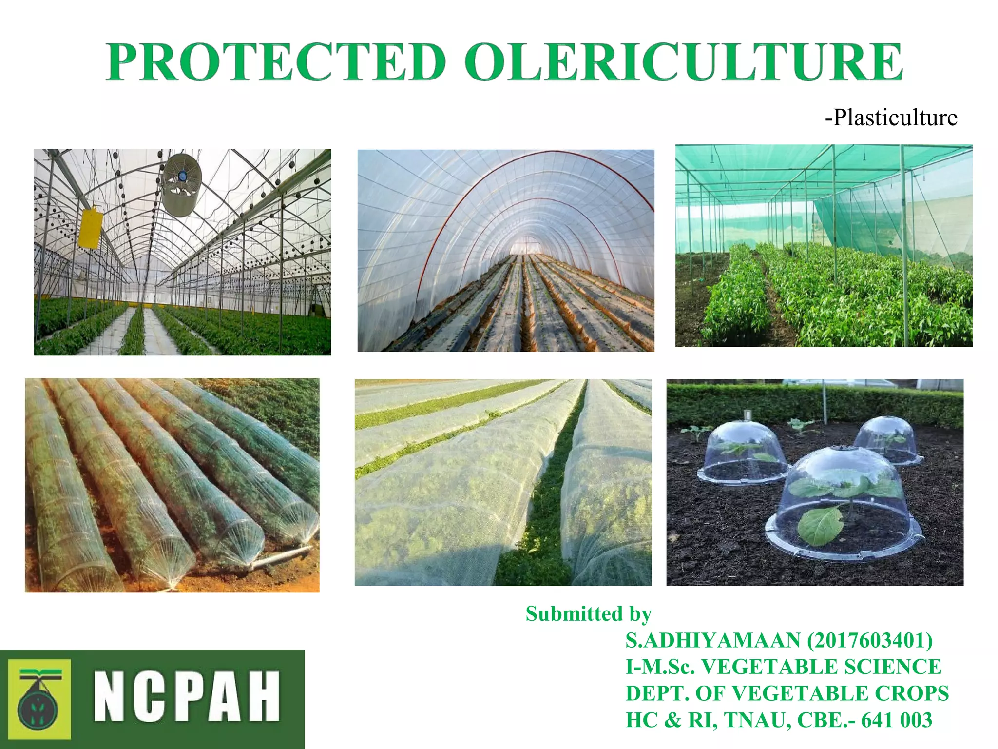 PROTECTED CULTIVATION OF TOMATO | PPT