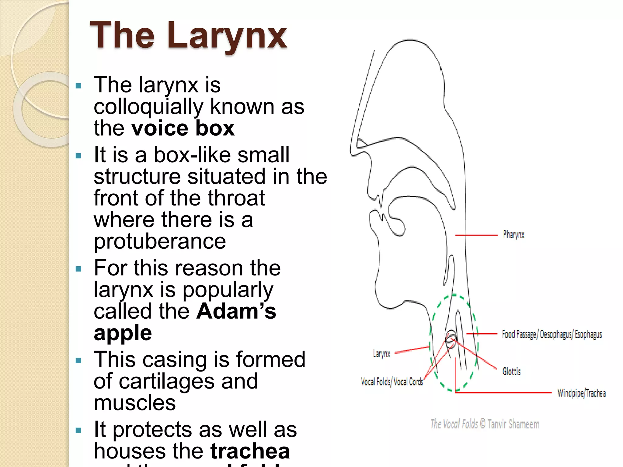 1-speech-organs-and-their-role-ppt