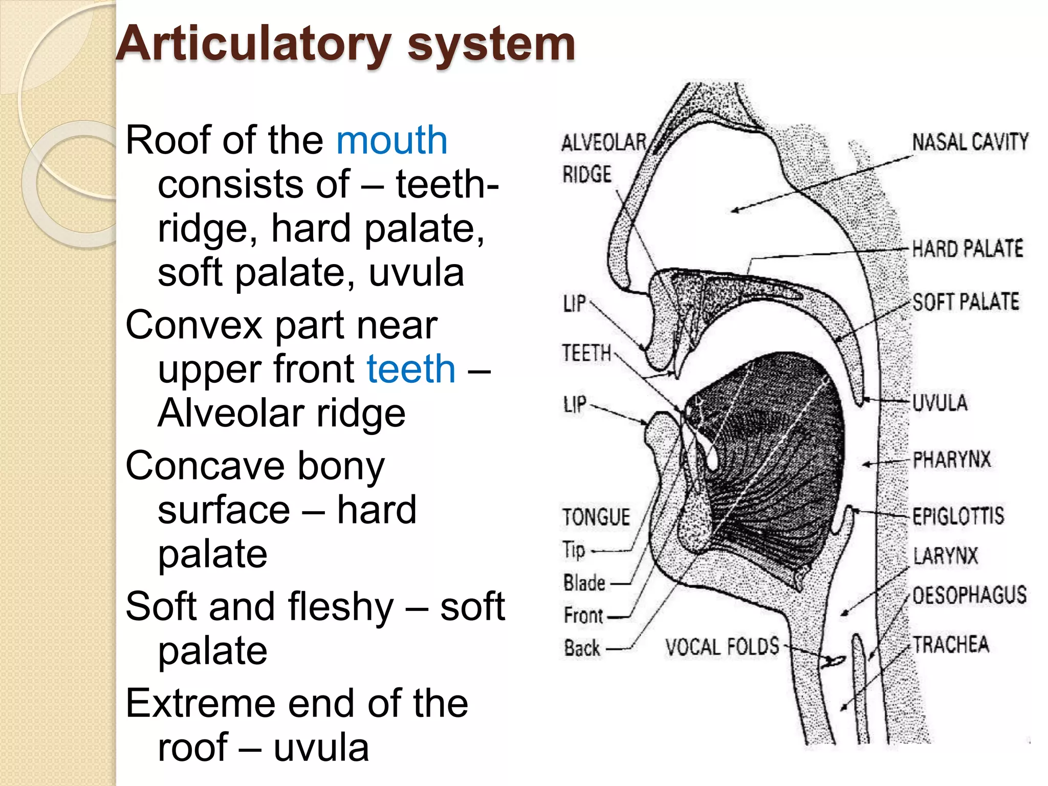 1. speech organs and their role | PPTX