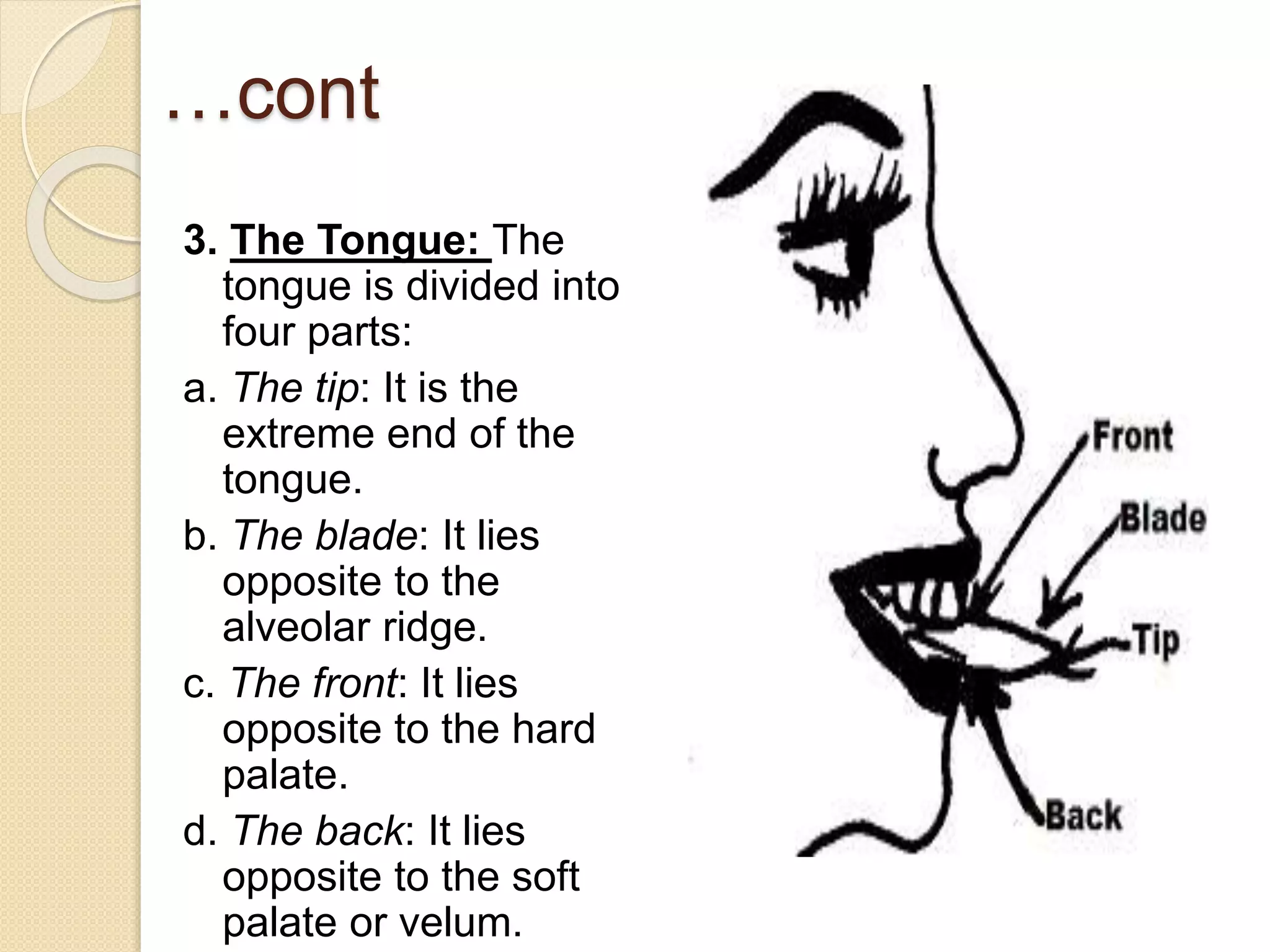 1. speech organs and their role | PPTX