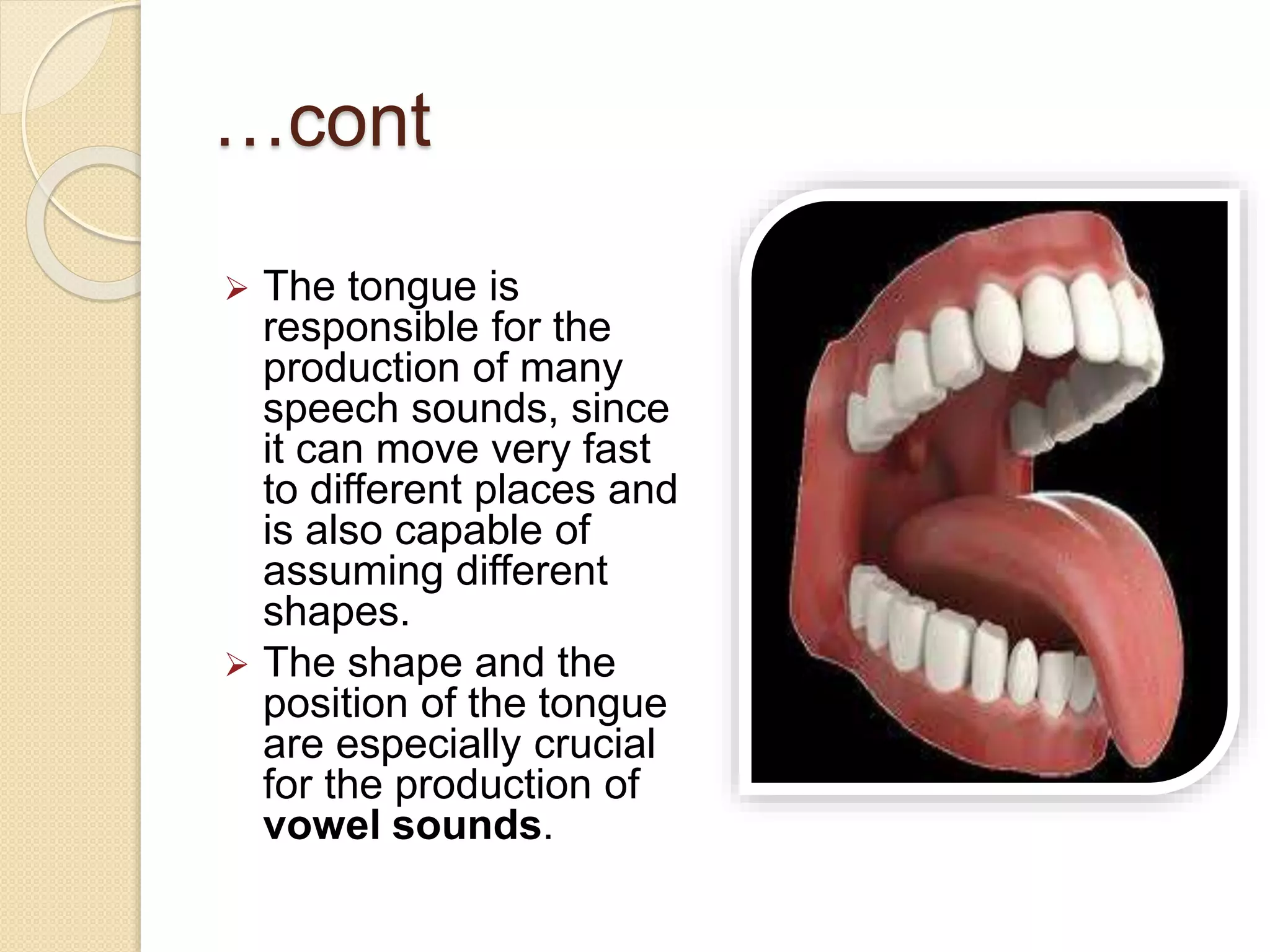 1. speech organs and their role | PPTX
