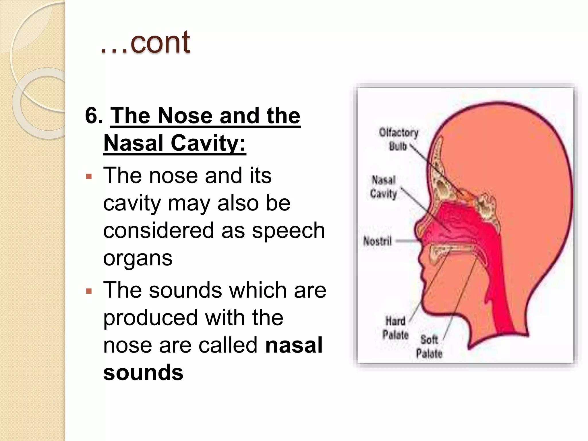 1. speech organs and their role | PPTX