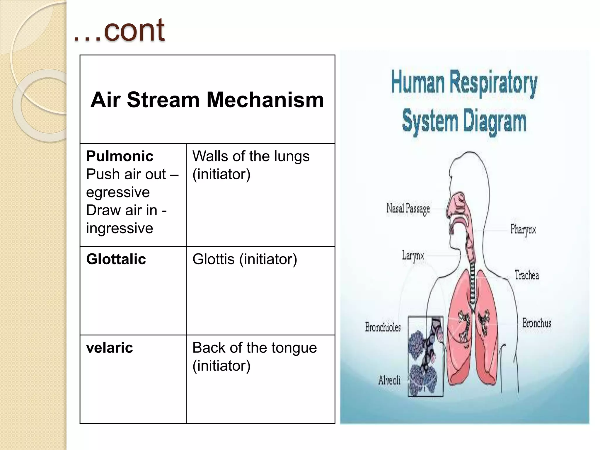 1. speech organs and their role | PPTX