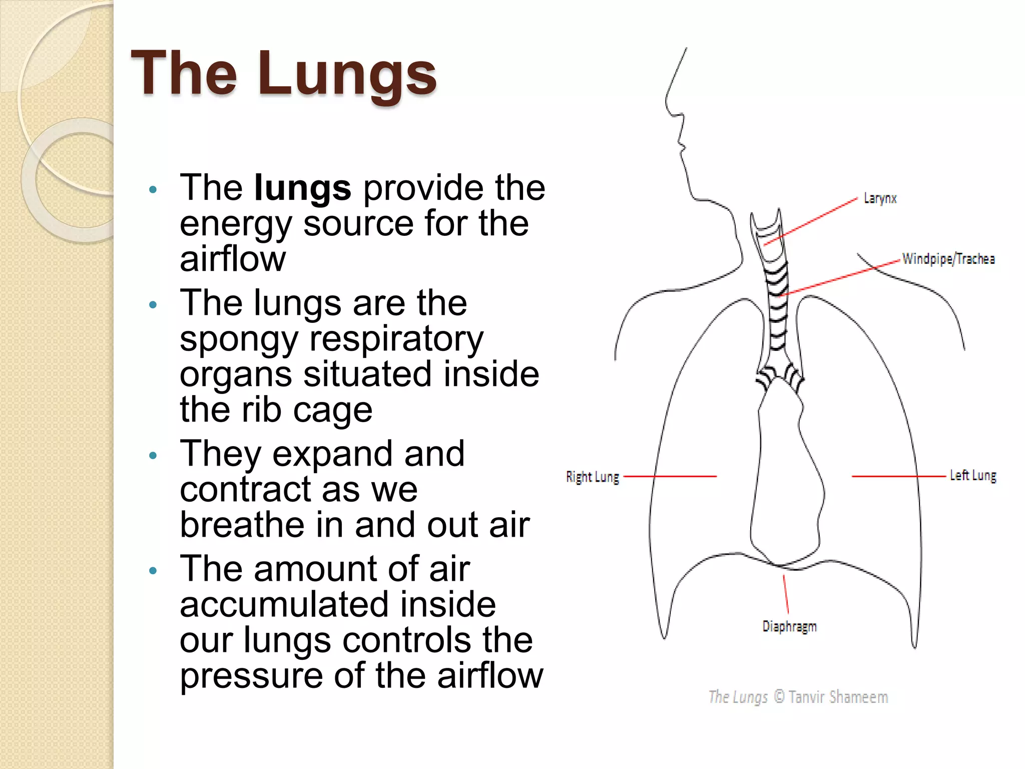 1. speech organs and their role | PPTX