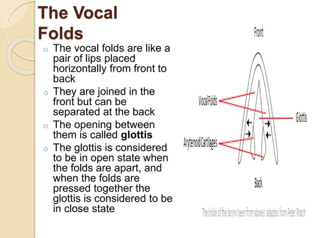 1. speech organs and their role | PPTX