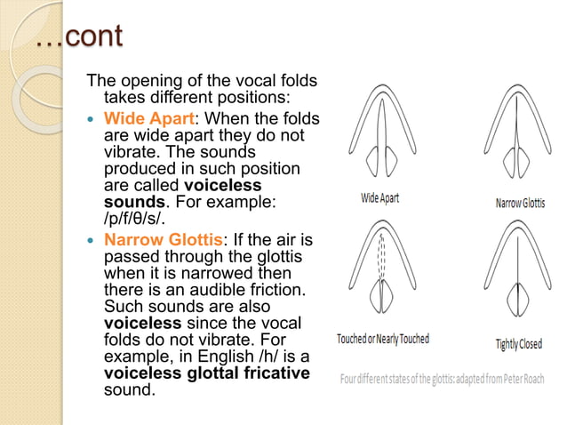 1. speech organs and their role | PPTX