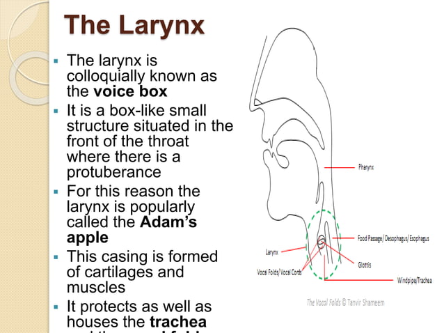 1. speech organs and their role | PPTX