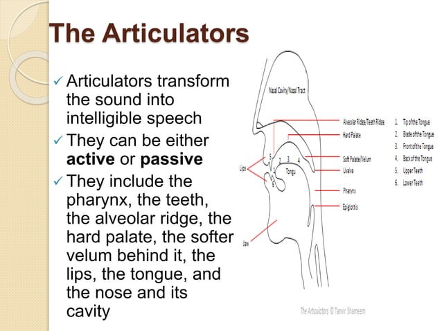 1. speech organs and their role | PPTX
