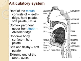 Articulatory Organs