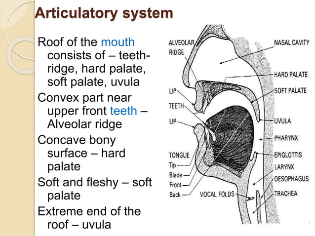 1. speech organs and their role | PPTX