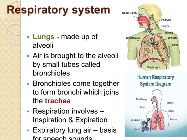1. speech organs and their role | PPTX