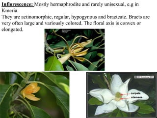 1.magnoliaceae | PPTX