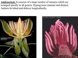 1.magnoliaceae | PPTX