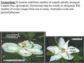 1.magnoliaceae | PPTX