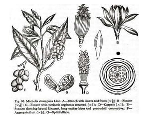 1.magnoliaceae | PPTX