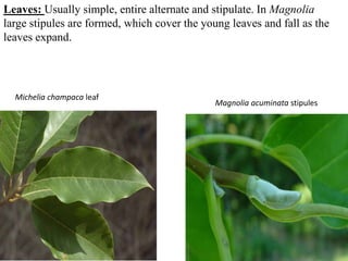 1.magnoliaceae | PPTX