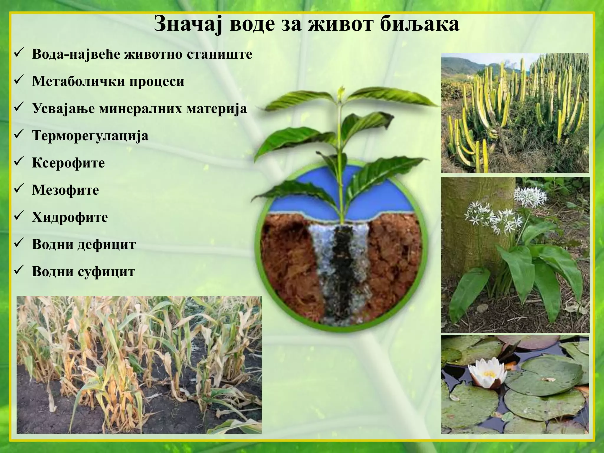 1. Vodni rezim biljaka. promet vode kroz biljku | PPTX