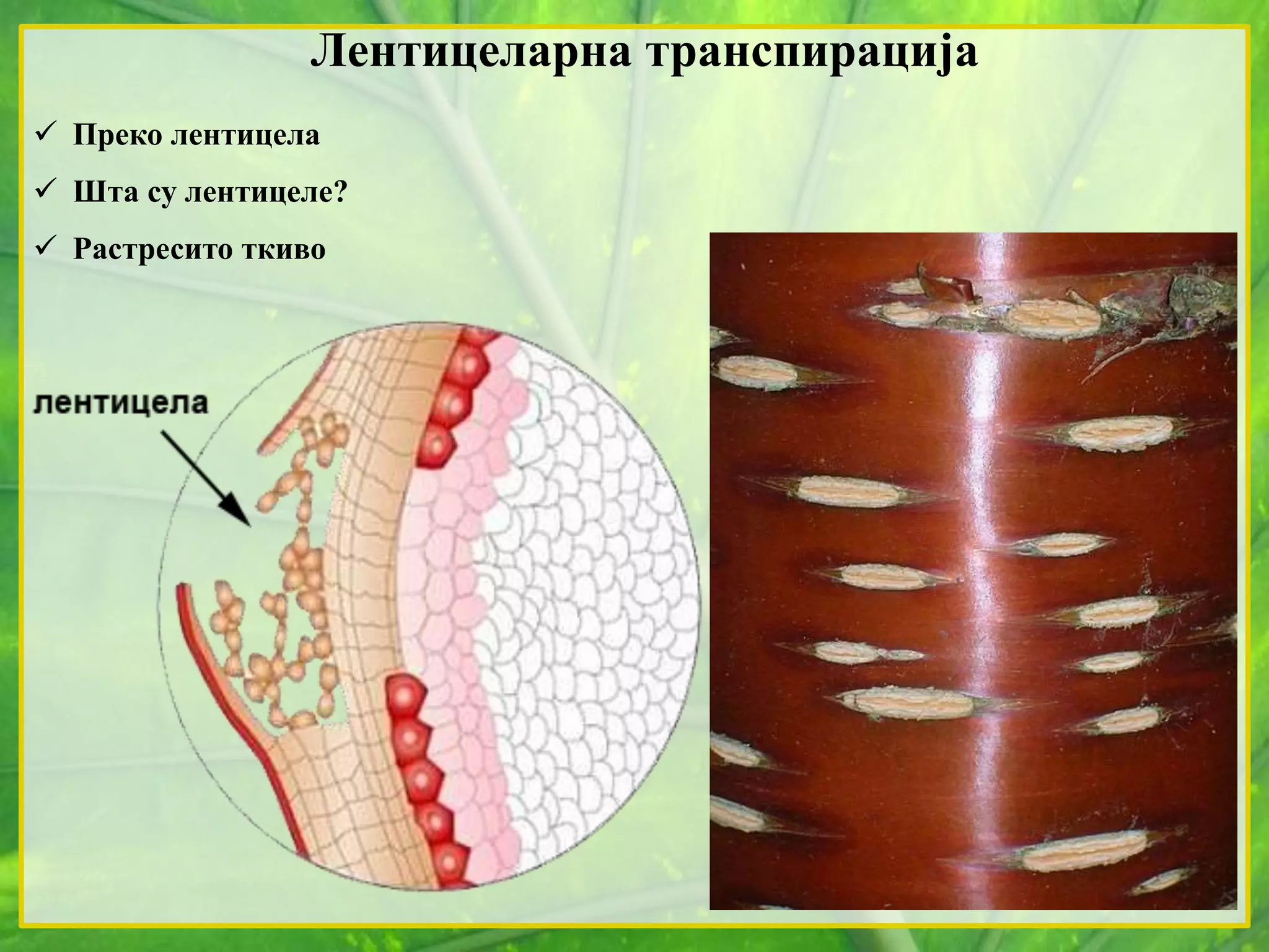 1. Vodni rezim biljaka. promet vode kroz biljku | PPTX