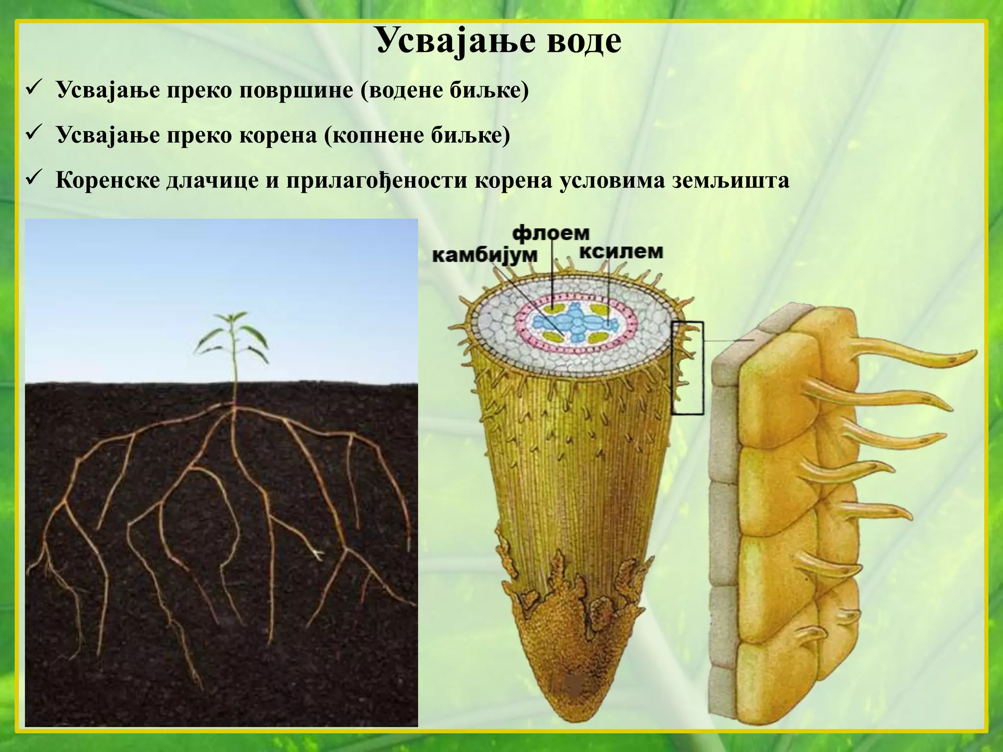 1. Vodni rezim biljaka. promet vode kroz biljku | PPTX